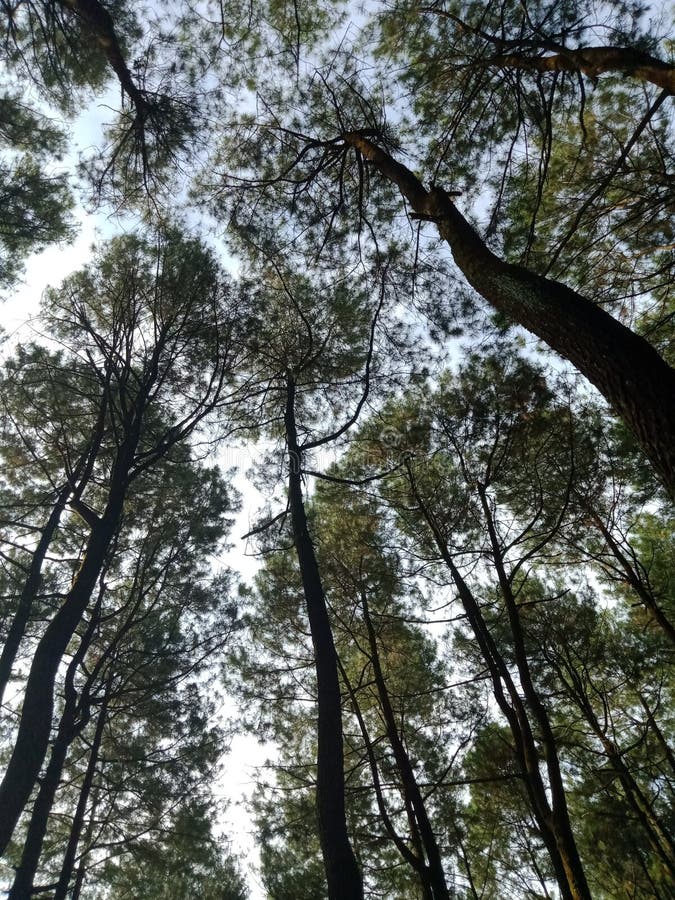 Beautiful paine tree stock photo. Image of amazing, trunk - 288351154