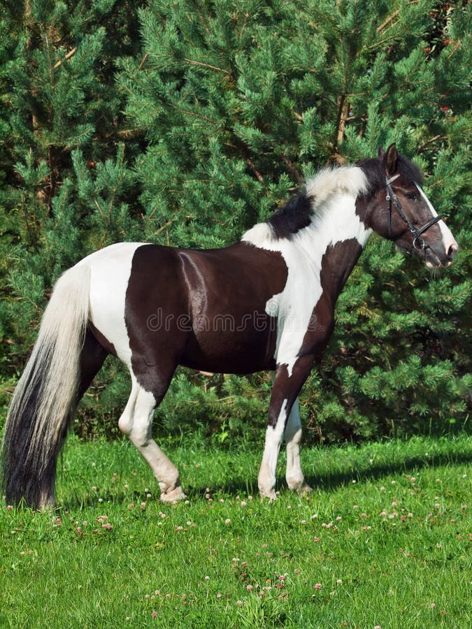 The Beautiful Paint Draft Horse Stock Image - Image of ranch, piebald ...