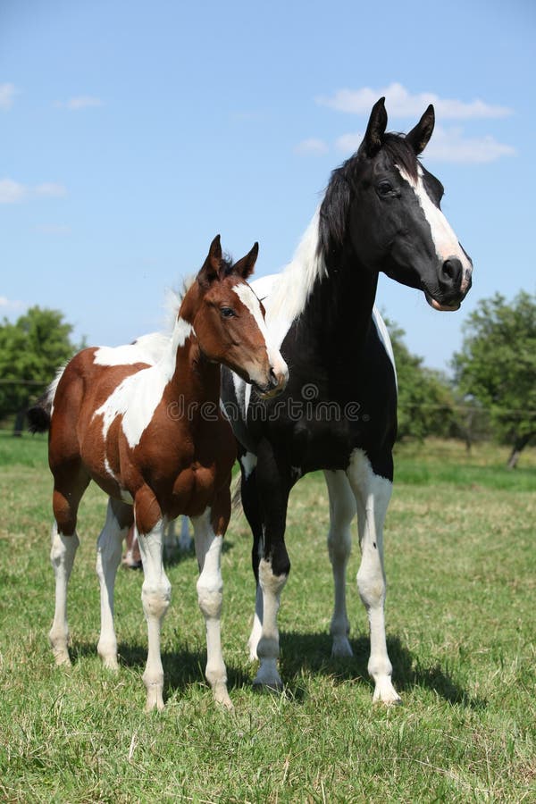 Beautiful Paint Horse Mare with Its Foal Stock Image - Image of animal ...