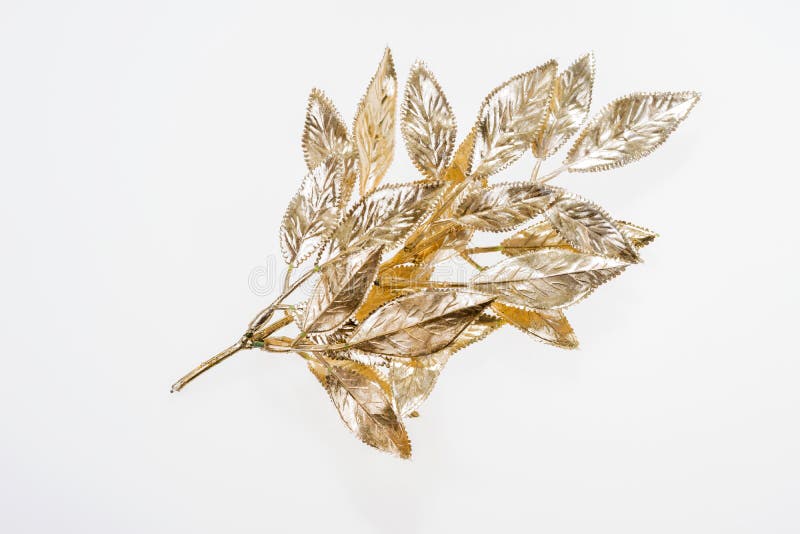 Beautiful Painted Golden Mistletoe Isolated Stock Photo - Image of ...