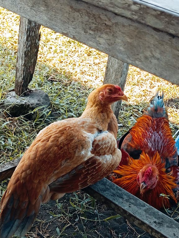 Beautiful Pair of Chickens, they are a Perfect Match. Stock Photo ...