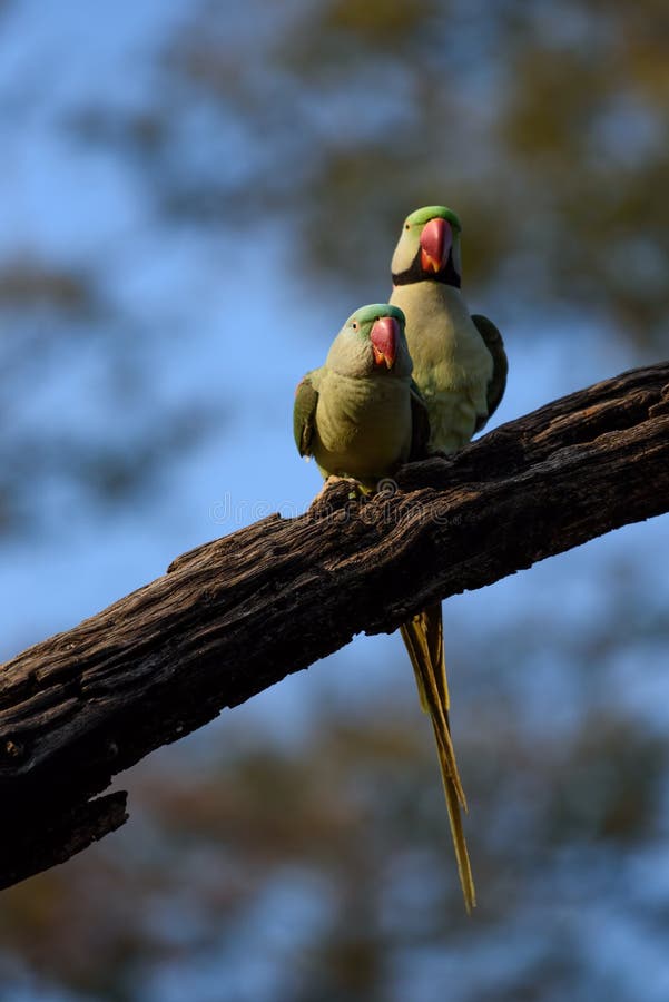 Parakeet pair stock image. Image of ornithology, period - 113094865