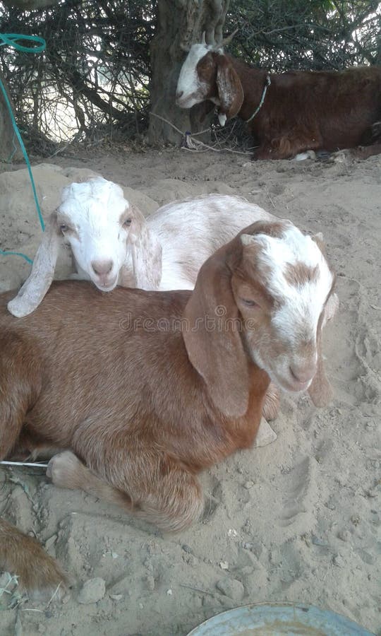 Beautiful pair stock photo. Image of nice, beautiful - 48246810