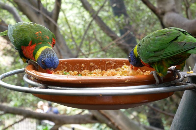 Beautiful Pair Parrots in Tree Branch, Birds Eating from Plate in Park ...