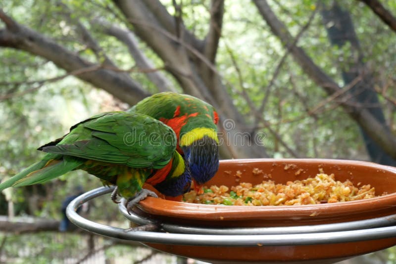 Beautiful Pair Parrots in Tree Branch, Birds Eating from Plate in Park ...