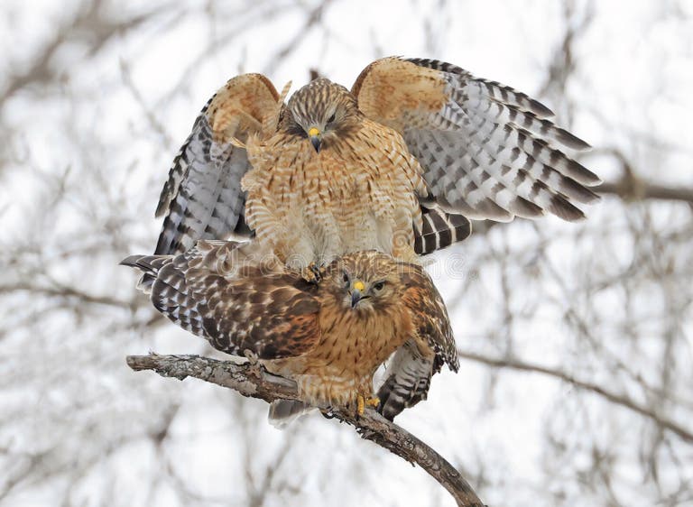 A Beautiful Pair of Red-shouldered Hawks Mating in a Tree Stock Photo ...