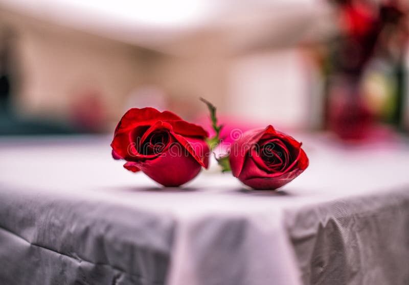 A beautiful pair of roses stock photo. Image of love - 129406094