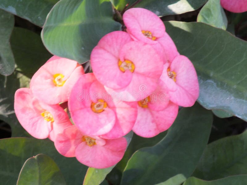 Beautiful Pakistani Garden Flowers Stock Photo - Image of garden ...