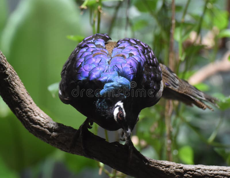 Beautiful Palawan Peacock Pheasant Perched on a Branch Stock Photo ...