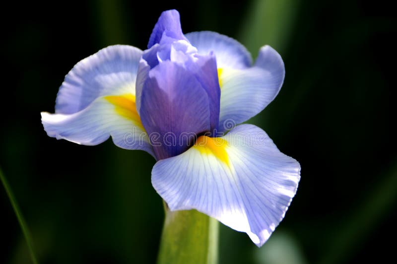 Beautiful Pale Blue Iris Flower in Spring Garden Stock Photo - Image of ...
