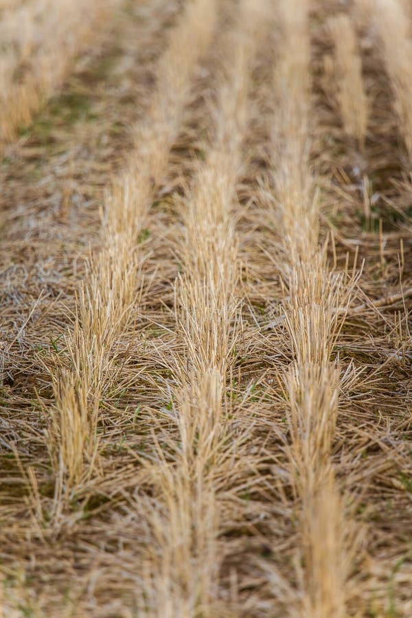 A Beautiful Pale Pattern on a Field in Spring. Rows of Last Years Straw ...