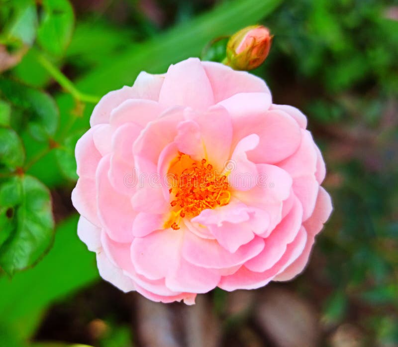 Beautiful Pale pink Rose stock image. Image of amazing - 191183177