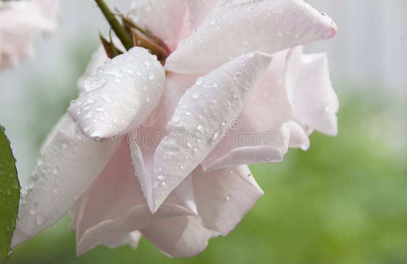 Beautiful pale pink rose stock image. Image of petals - 50936675