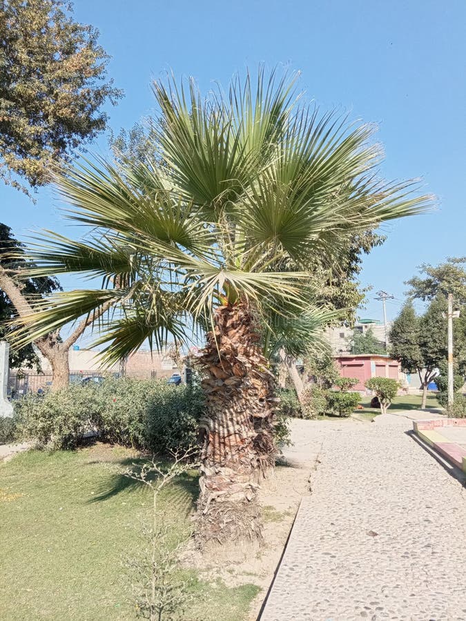 Beautiful palm tree stock photo. Image of garden, tropics - 204473772