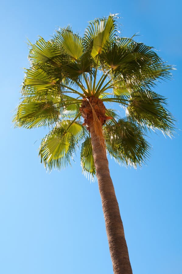 Beautiful Palm Tree Against a Blue Sky Stock Photo - Image of hotel ...