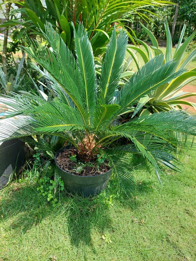 Beautiful Palm tree stock photo. Image of green, tree - 256029662