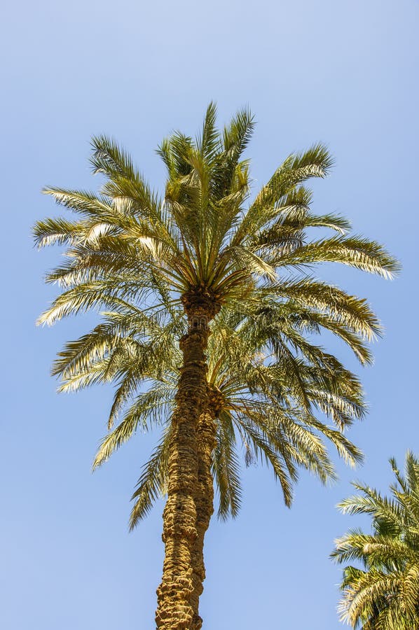 Beautiful Palm Tree in Blue Sky Stock Image - Image of tree, green ...