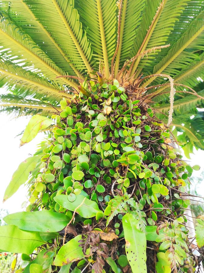 Beautiful Palm Tree from Bottom Angle Stock Photo - Image of bottom ...