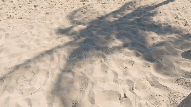 A Beautiful Palm Tree Casts a Long Shadow on a Soft, Warm Sandy Beach at Sunlight Stock Video ...