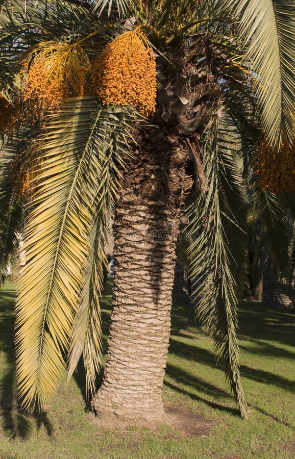 Beautiful Palm Tree with Dates. Sunny Day Stock Image - Image of palm ...