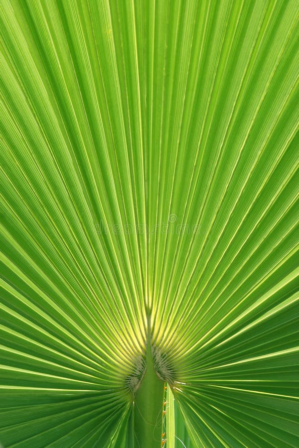 Beautiful Palm Tree Leaf Texture Stock Photo - Image of beauty, leaf: 656024
