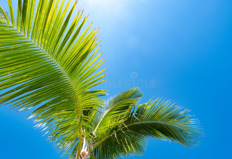 Palm Tree Leaves Against Sun and Bright Blue Sky Stock Photo - Image of ...
