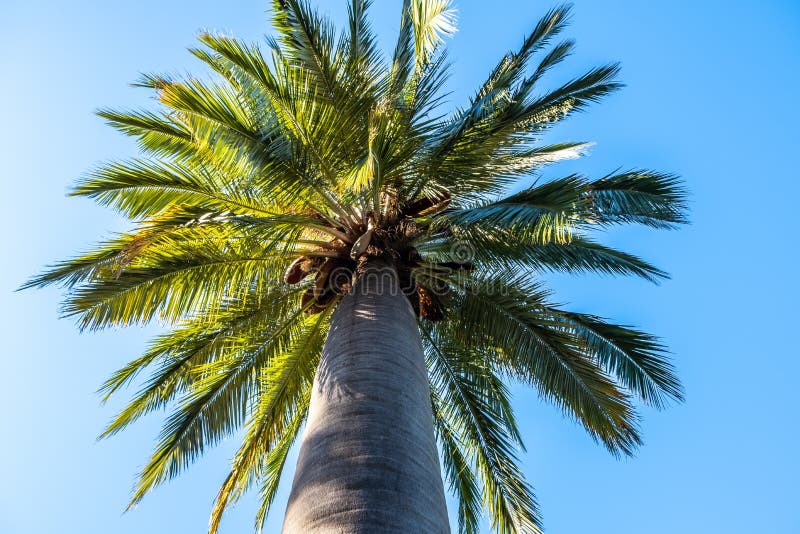Beautiful palm tree top. stock image. Image of plant - 169592651