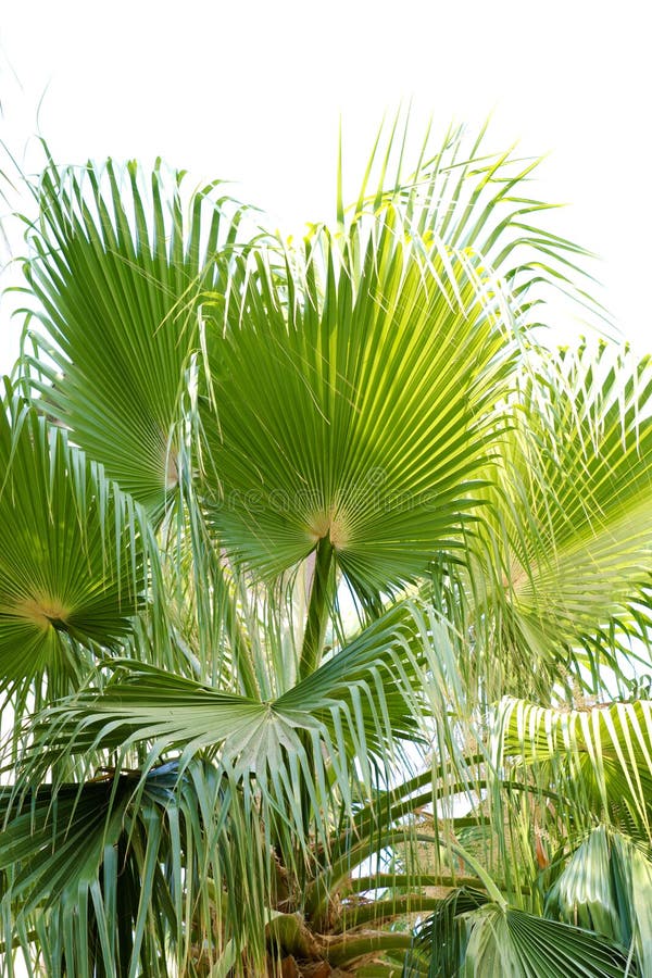 Beautiful palm tree stock image. Image of nature, plant - 34431577