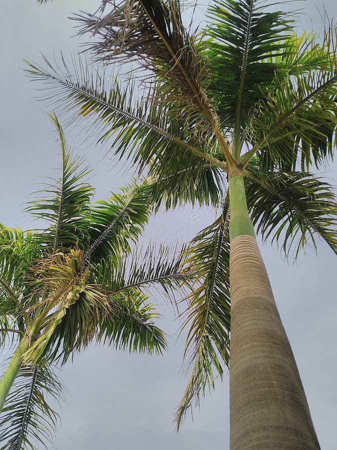 Beautiful palm tree view stock photo. Image of view - 245555302