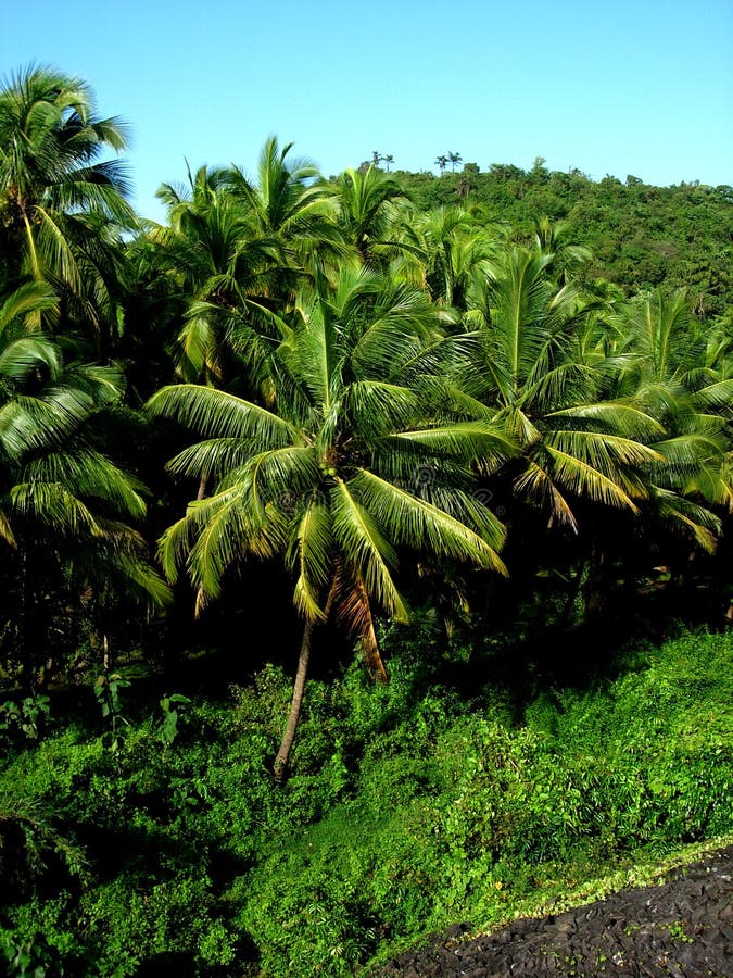 Beautiful Palm Trees stock image. Image of nature, green - 1239489