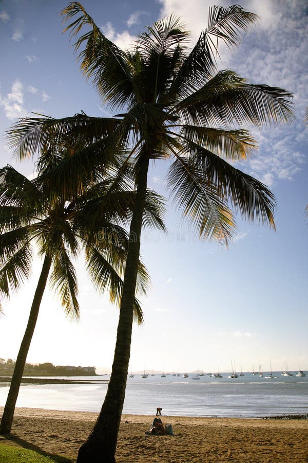 Beautiful palm trees stock photo. Image of calm, summer - 1563726