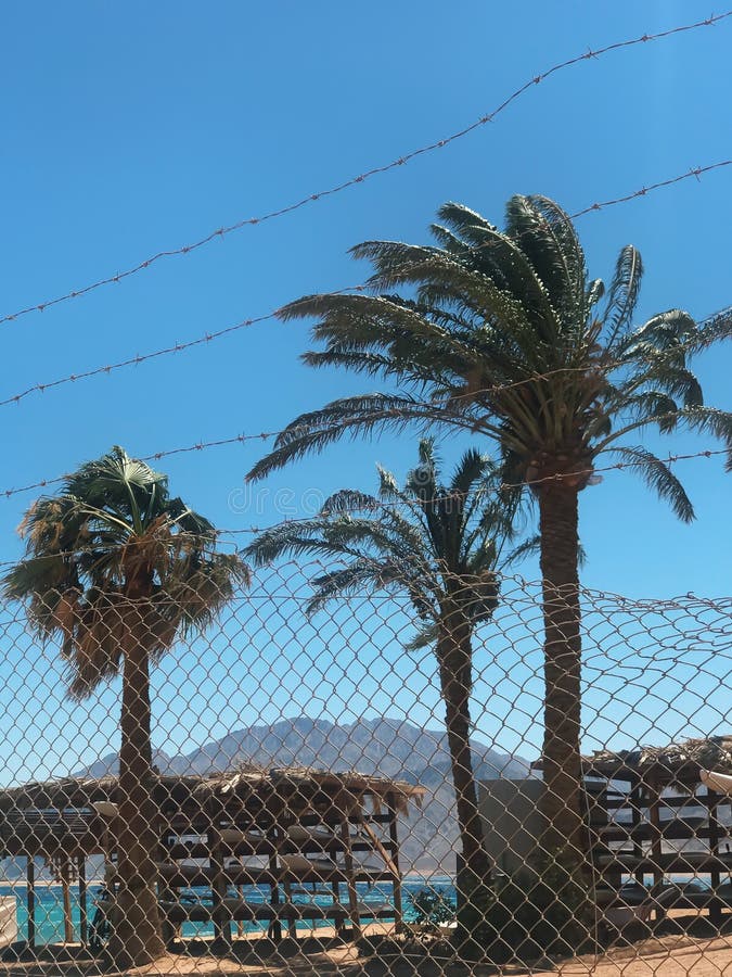 Beautiful Palm Trees Along the Fence with Barbed Wire Stock Photo ...
