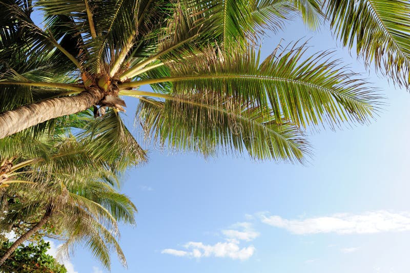 Beautiful palm trees stock photo. Image of resort, evening - 93809878