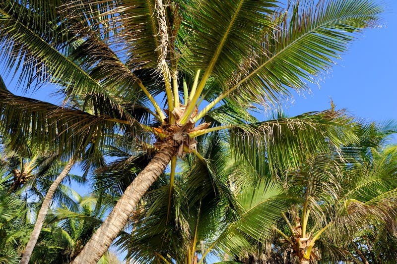 Beautiful palm trees stock image. Image of nature, holiday - 94191791