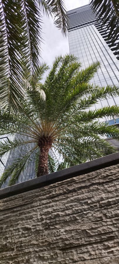 Beautiful Palm Trees in the Courtyard of an Office Building Stock Photo ...