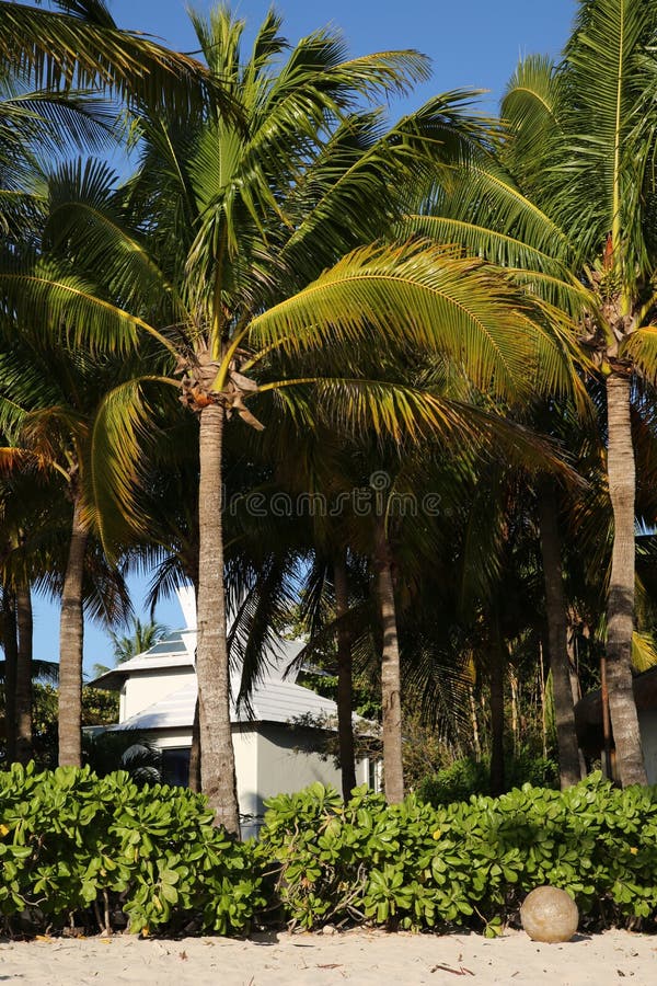 Beautiful Palm Trees with Green Leaves on Sandy Beach Stock Photo ...
