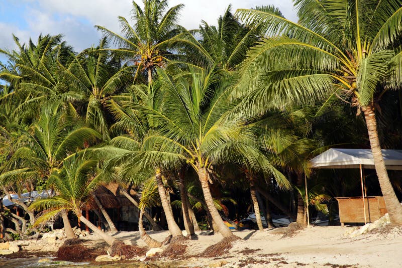 Beautiful Palm Trees with Green Leaves on Sandy Beach Stock Image ...