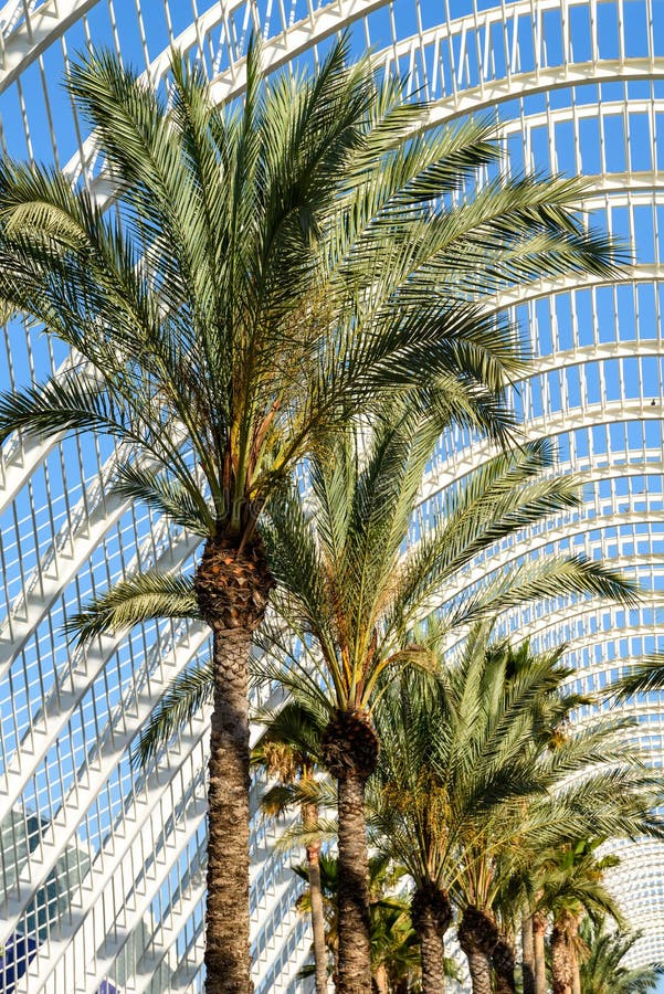 Beautiful Palm Trees in Greenhouse Editorial Stock Photo - Image of ...