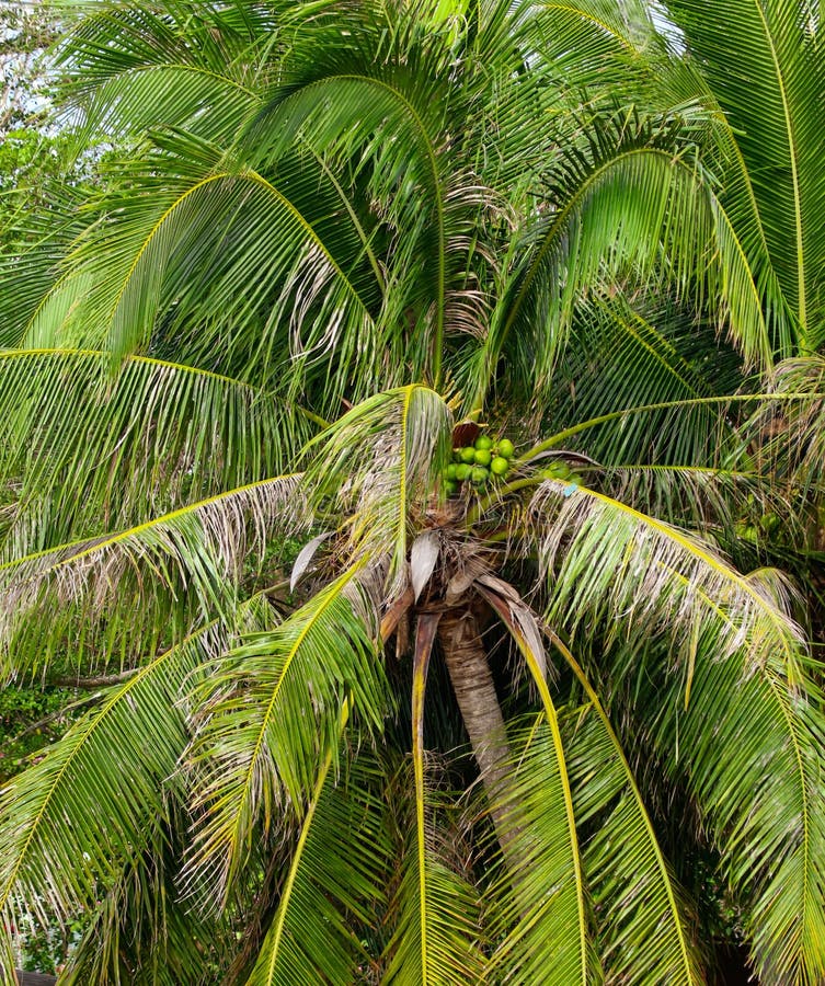 Beautiful Palm Trees in the Park Stock Image - Image of palms, leaves ...