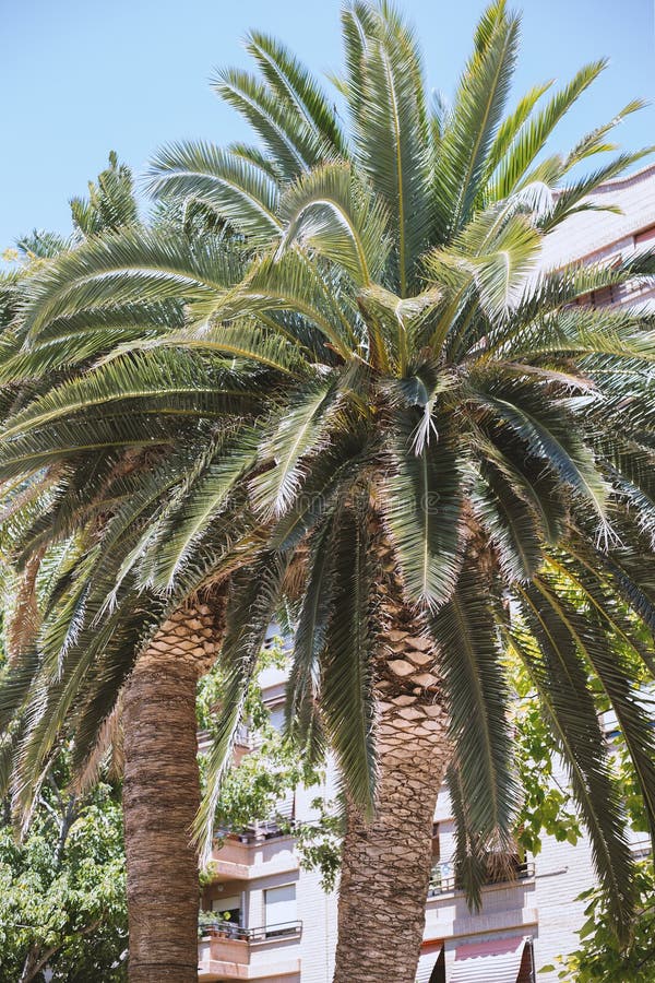 Palm trees in Spain stock photo. Image of palm, elche - 253836988
