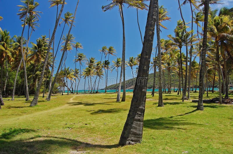Beautiful Palm Trees on Spring Bay Beach of Bequia Stock Image - Image ...