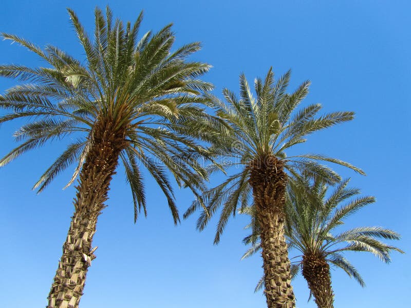 Beautiful Palm Trees in Sunny Weather on a Blue Sky Stock Image - Image ...