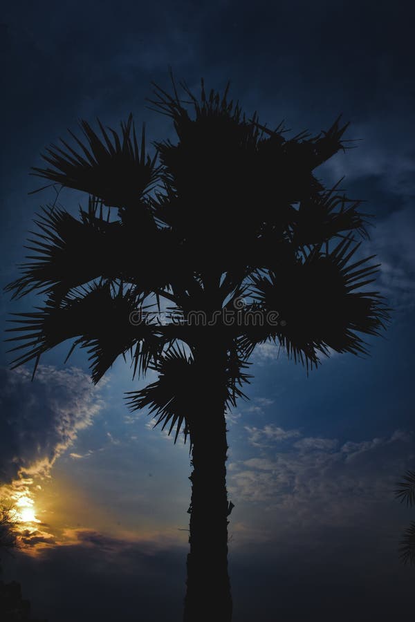 Beautiful Palmtree into the Forest Stock Photo - Image of color ...