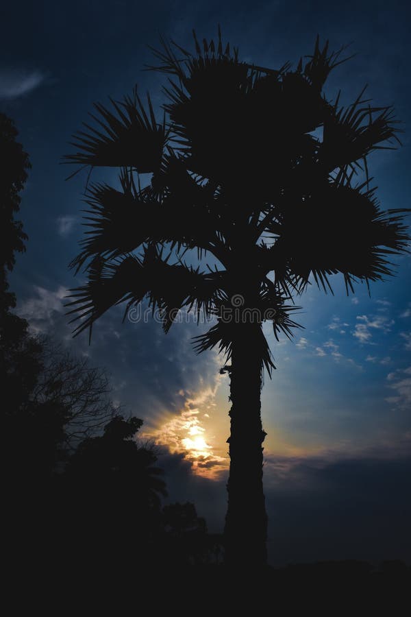 Beautiful Palmtree into the Forest Stock Image - Image of cloud ...