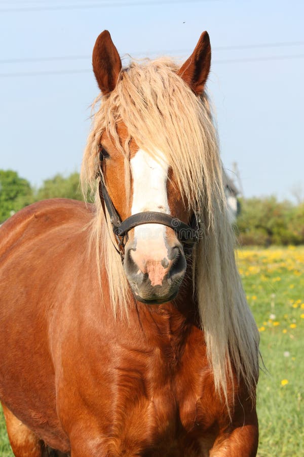 Beautiful Palomino Draught Horse Portrait Stock Image - Image of rural ...