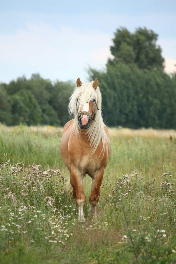 Beautiful Palomino Draught Horse Portrait Stock Photo - Image of mare ...