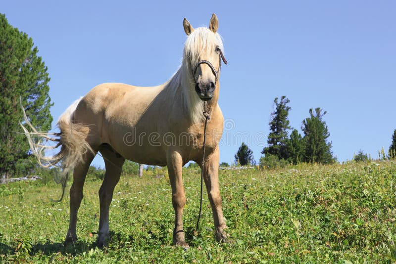 Beautiful Palomino Gelding Grazing in an Alpine Stock Image - Image of ...