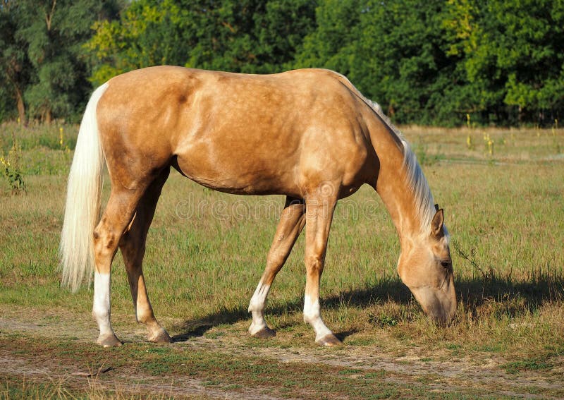 Beautiful Palomino Horse on Pasture Stock Photo - Image of beautiful ...