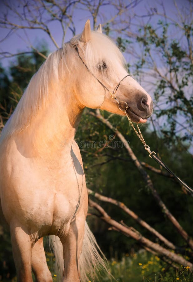 Beautiful Palomino Draught Horse Portrait Stock Photo - Image of mare ...