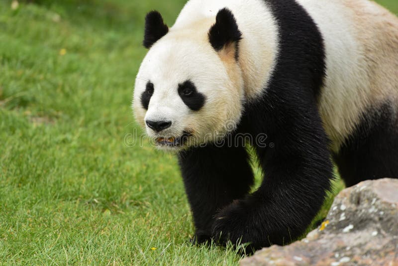 Beautiful Panda in the Nature Stock Image - Image of wild, mammal ...